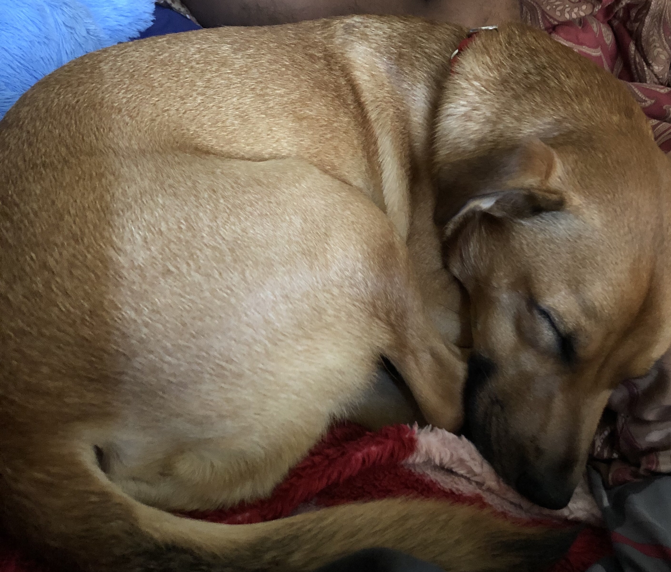 Boochie & the Bed Battle (Aug 5, 2020) – AlkaDevika Project Solutions ...